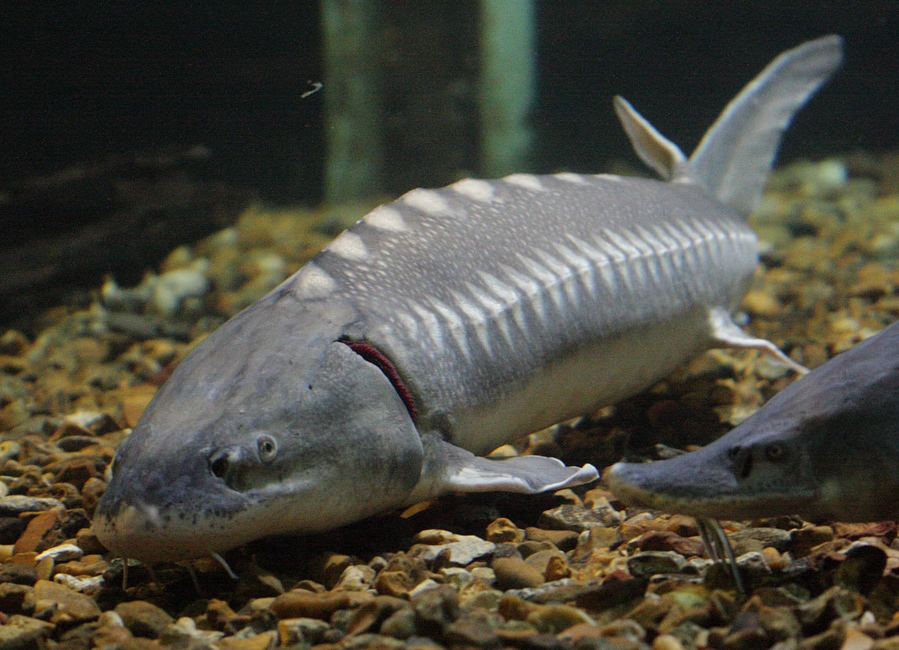 Caviar Esturgeon Adriatique 2020 - Stock et évolution des prix